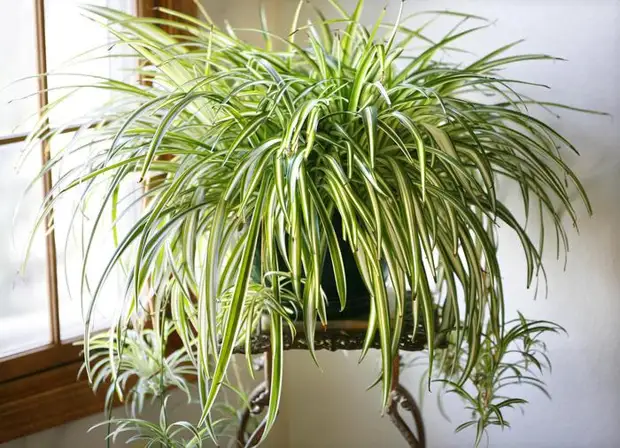 空気をきれいにし、決して死なない屋内植物