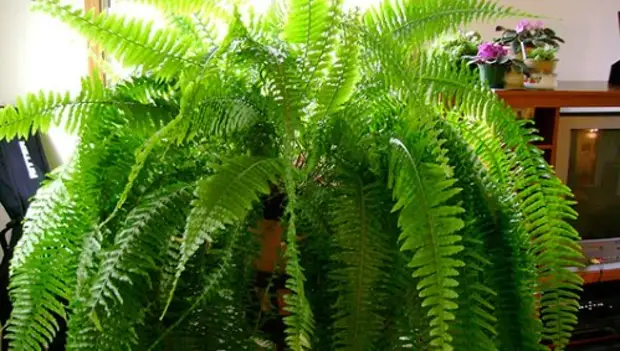 Plantas de interior que limpam o ar e nunca morrem