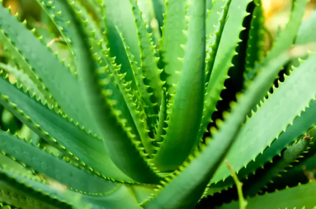 空気をきれいにし、決して死なない屋内植物