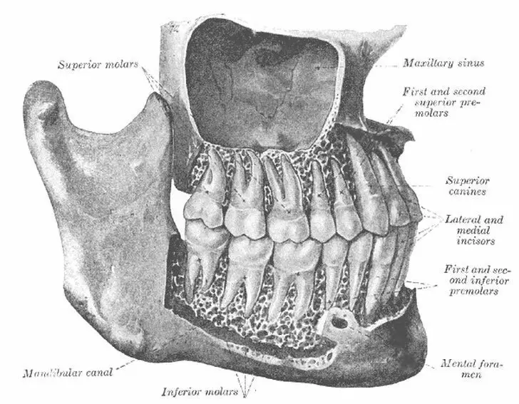 15. Unha foto que demostra canto son os dentes máis grandes que a súa parte visualmente visible