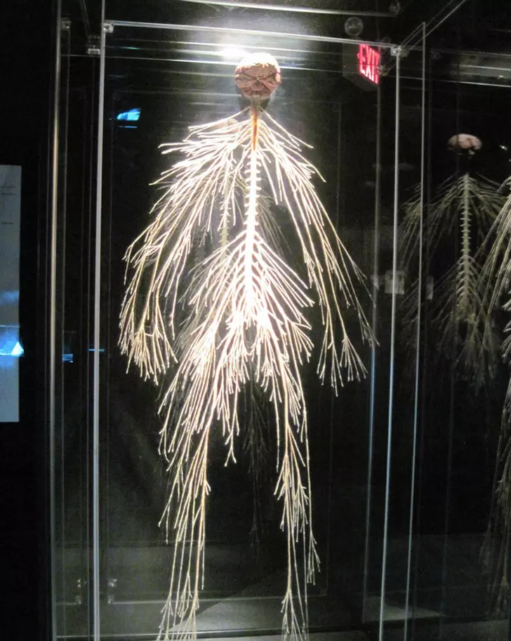 6. E así é o sistema nervioso humano