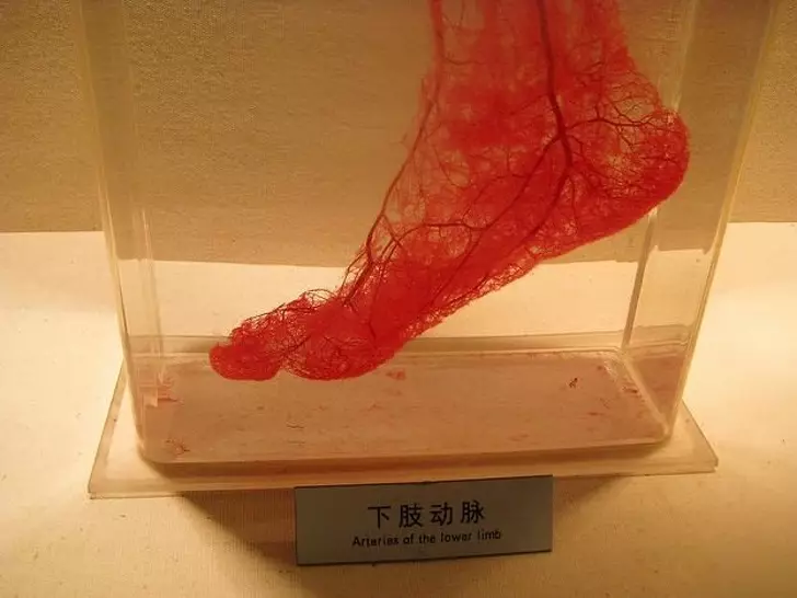 8. Vasos sanguíneos na perna