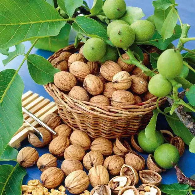 The healing power of walnuts - 20 traditional medicine recipes