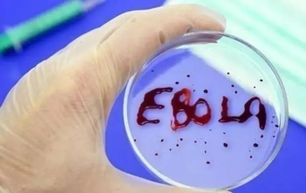 Wissenschaftler haben ein Heilmittel für Ebola . gefunden