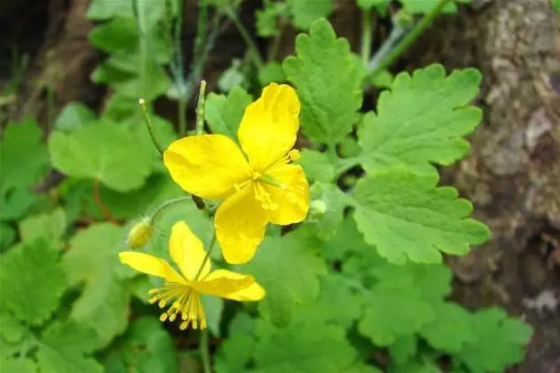 Metoder för att använda celandine i traditionell medicin