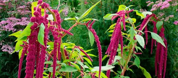 Amaranth: លក្ខណៈសម្បត្តិព្យាបាលមិនគួរឱ្យជឿ