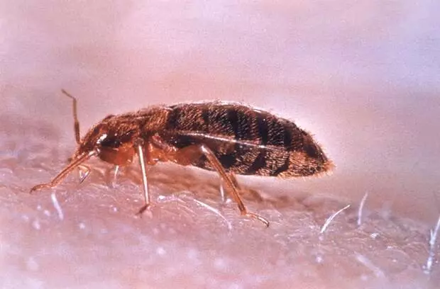 Bedbugs - pendatang dari kawasan tropika mula memakan Muscovites