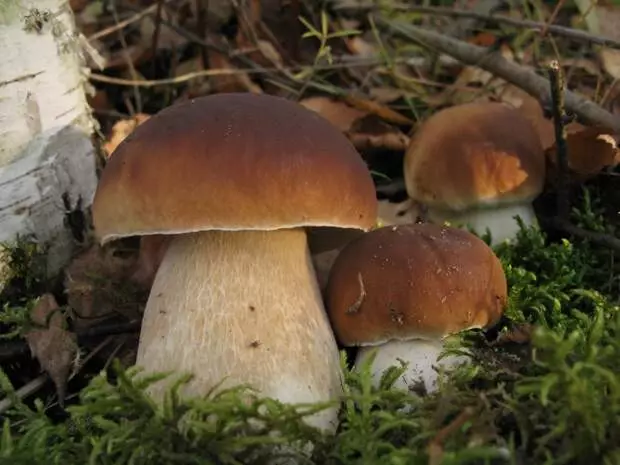 50 ciekawych faktów na temat grzybów
