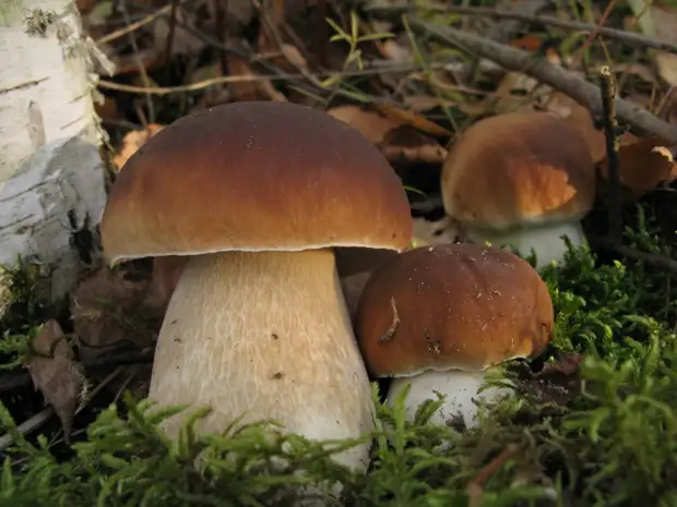 50 interessante feiten over paddenstoelen