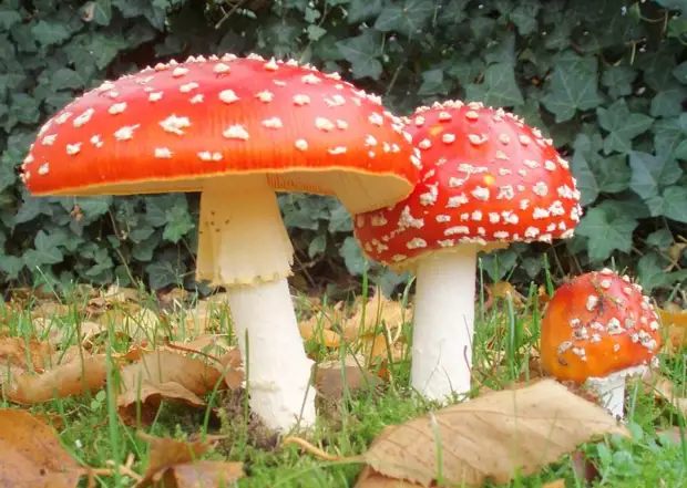 50 interessante feiten over paddenstoelen