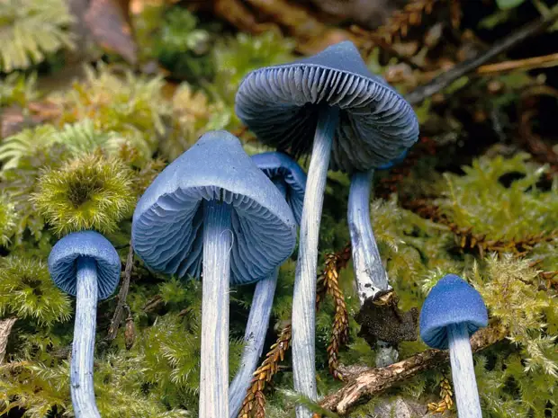 50 interessante feiten over paddenstoelen