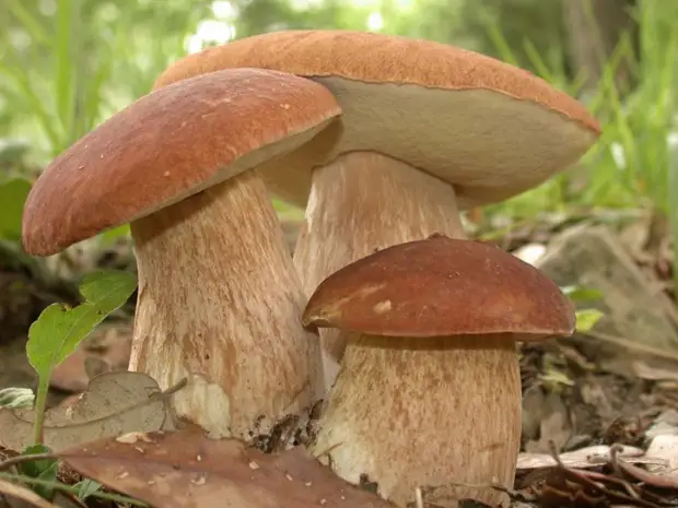 50 interessante feiten over paddenstoelen