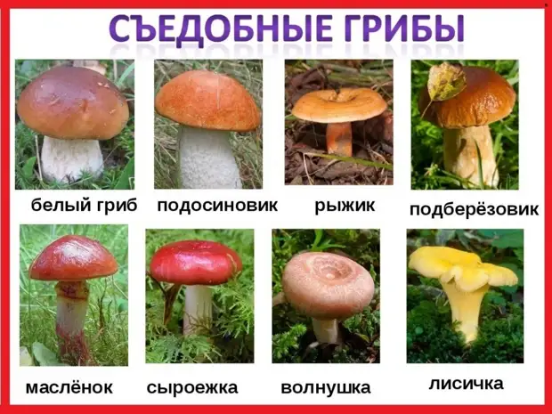 Lintlha tse 50 tse khahlisang ka li-mushroom