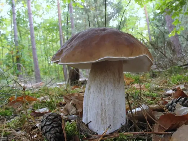 50 interessante feiten over paddenstoelen