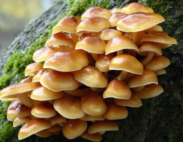 50 interessante feiten over paddenstoelen