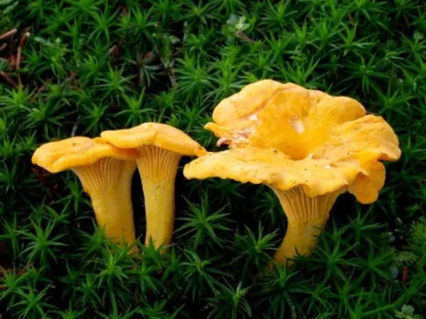 50 interesting facts about mushrooms