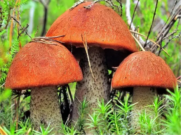 50 interessante feiten over paddenstoelen