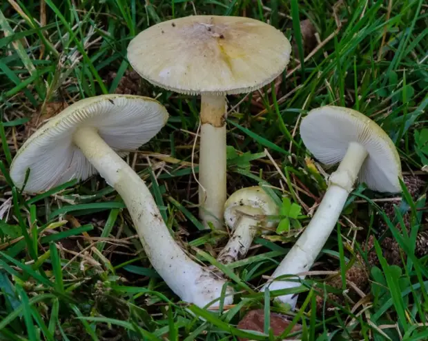 50 interesting facts about mushrooms