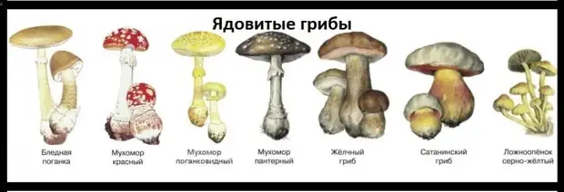 Lintlha tse 50 tse khahlisang ka li-mushroom