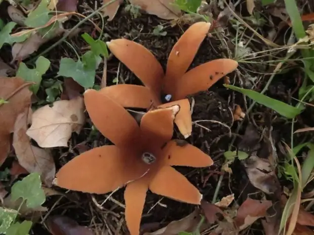 50 interessante feiten over paddenstoelen