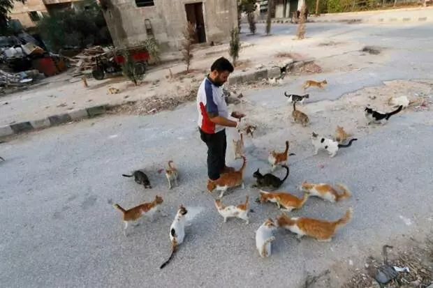 Alaa - rescatador sirio de gatos abandonados
