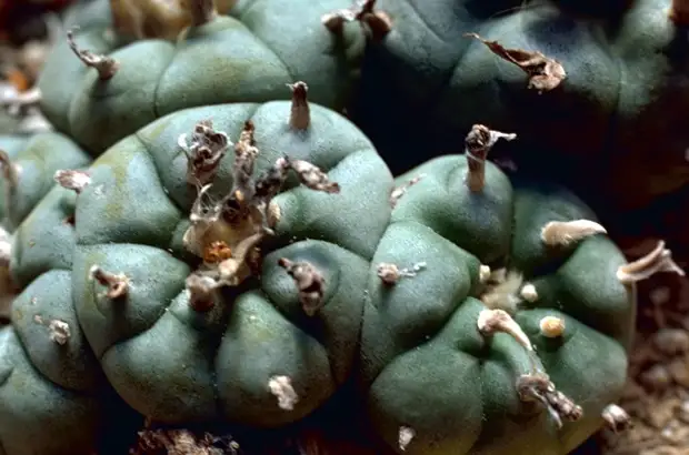 Kaktussen, paddestoelen en rituele klysma's: psychedelyske medisinen yn Mesoamerika