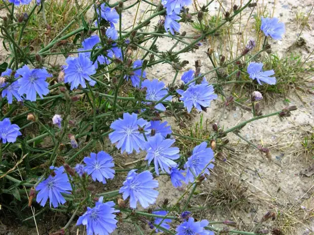 Ĉiuj koloroj de la ĉielarko sur la florkampoj de la planedo