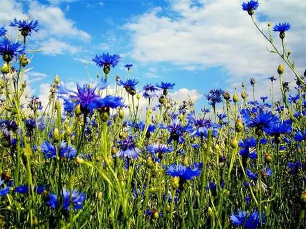 Ĉiuj koloroj de la ĉielarko sur la florkampoj de la planedo