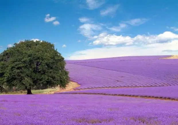 Ĉiuj koloroj de la ĉielarko sur la florkampoj de la planedo