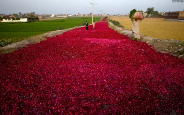 Alle Farben des Regenbogens auf den Blumenfeldern des Planeten