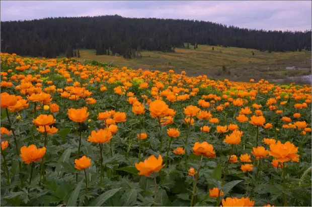 Al die kleure van die reënboog op die blomvelde van die planeet