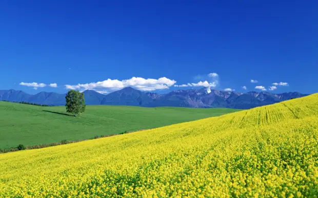 Alle Farben des Regenbogens auf den Blumenfeldern des Planeten