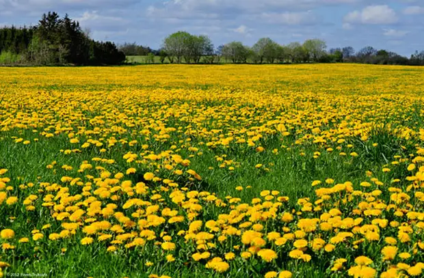 Ĉiuj koloroj de la ĉielarko sur la florkampoj de la planedo