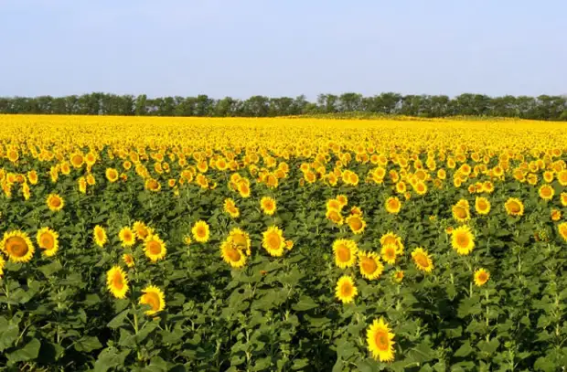 Alle Farben des Regenbogens auf den Blumenfeldern des Planeten