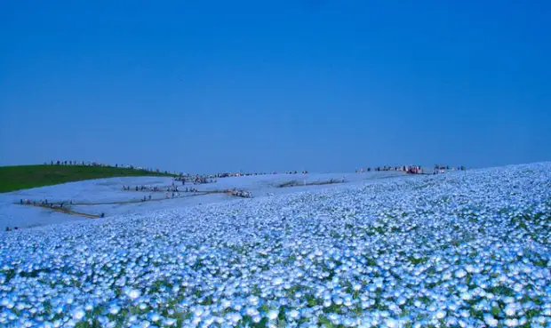 Al die kleure van die reënboog op die blomvelde van die planeet