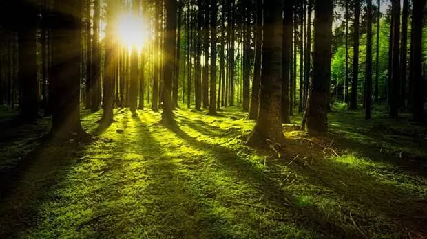 Científicos: Un billón de árboles nuevos salvarán a la Tierra del efecto invernadero