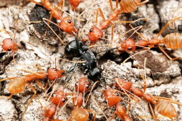 15 fapte amuzante despre furnici