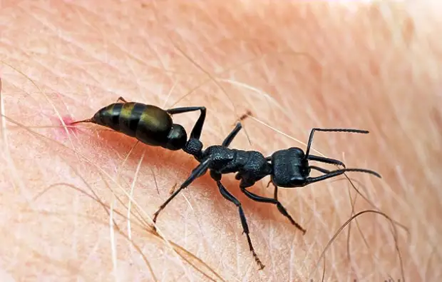 15 fapte amuzante despre furnici