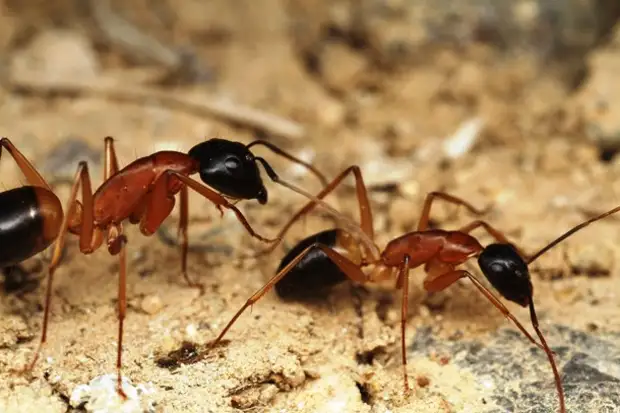 15 leuke feiten oer mieren