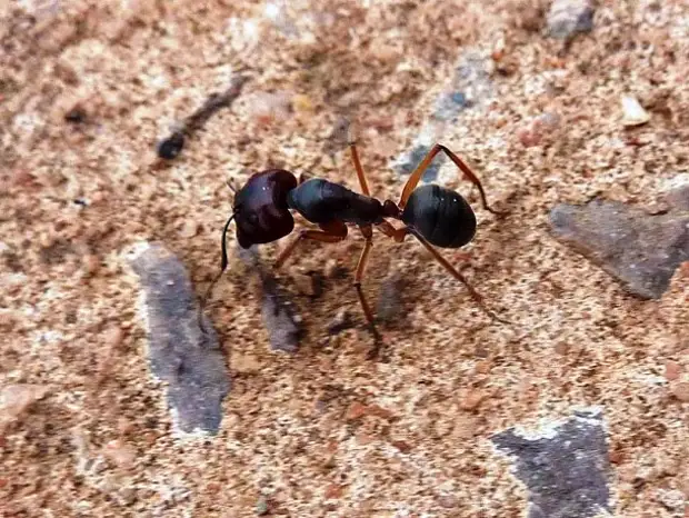 15 حقیقت جالب درباره مورچه ها