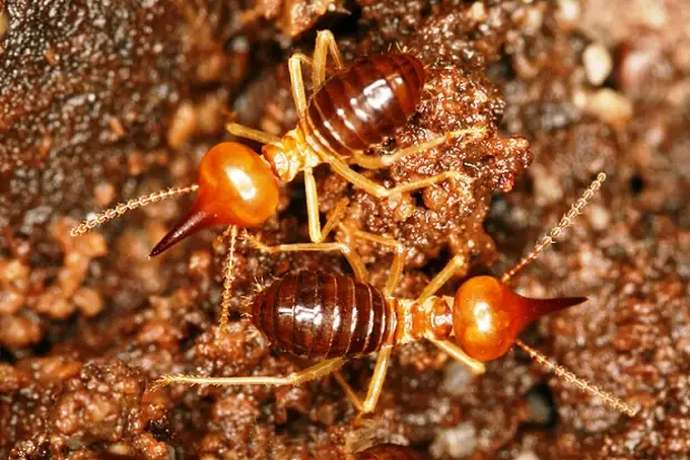 15 leuke feiten oer mieren