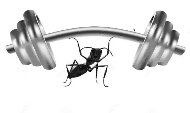 15 حقیقت جالب درباره مورچه ها