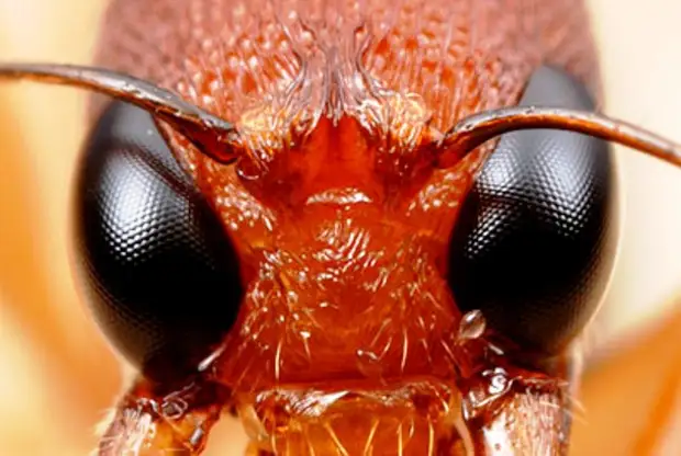 アリについての15の楽しい事実
