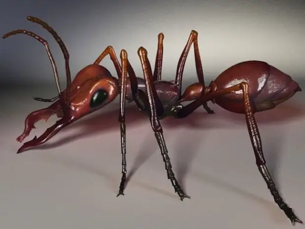 मुंग्यांबद्दल 15 मजेदार तथ्ये