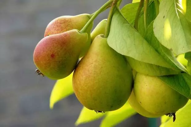 Pear mbantu tuberkolosis lan mriyang