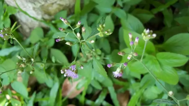 Cyanthillium-cinereum-Sahadevi-Purple-febane - Little-ironweed-Sadodi