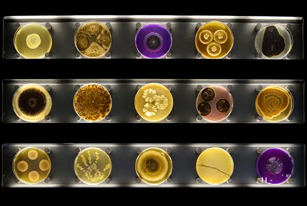 Microbial Zoo Micropia