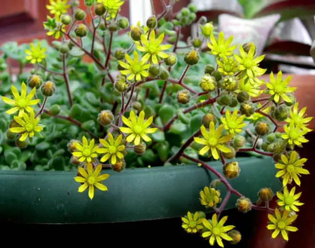 愛と幸福のための植物