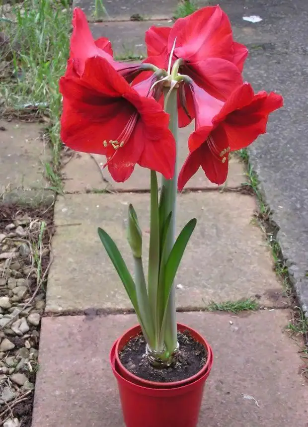 愛と幸福のための植物