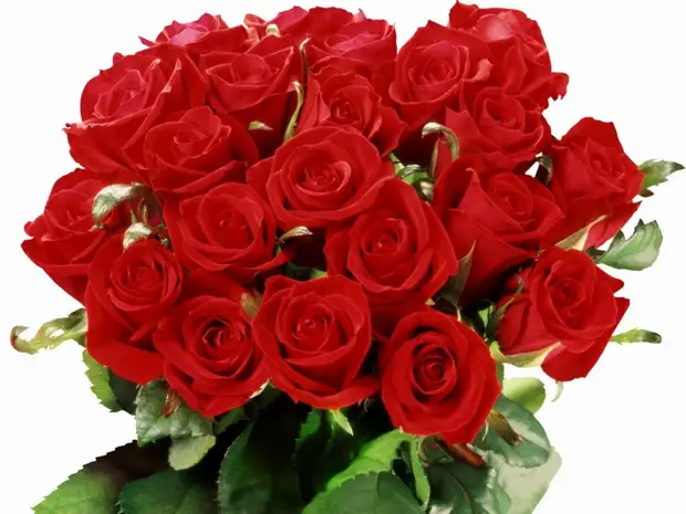 1920x1440 Tapeta róże, kwiaty, bukiet, czerwony, wspaniały, białe tło